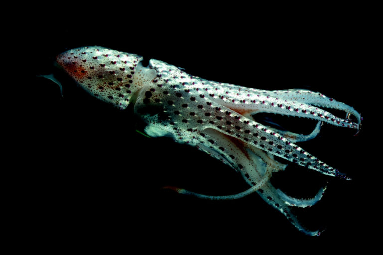 24 Rarest of Rare Awesome Things Found on Earth Ever - Emlii