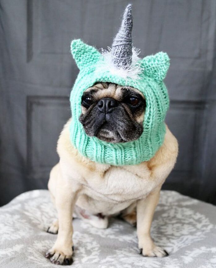 17 Sad Pug Looks Even Sadder In Ridiculous Hats - Emlii