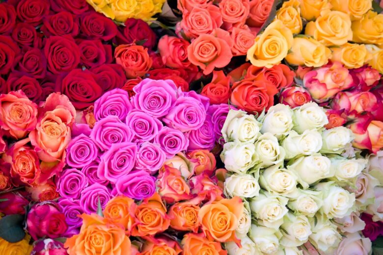 Bulk Wholesale Rose Flowers for Every Occasion - Emlii
