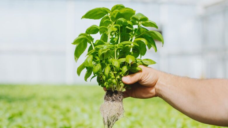 How Hydroponic Substrates Transform Plant Cultivation - 2024 Guide - Emlii